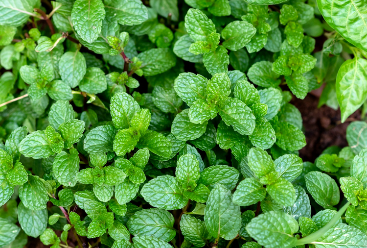 Peppermint Leaf